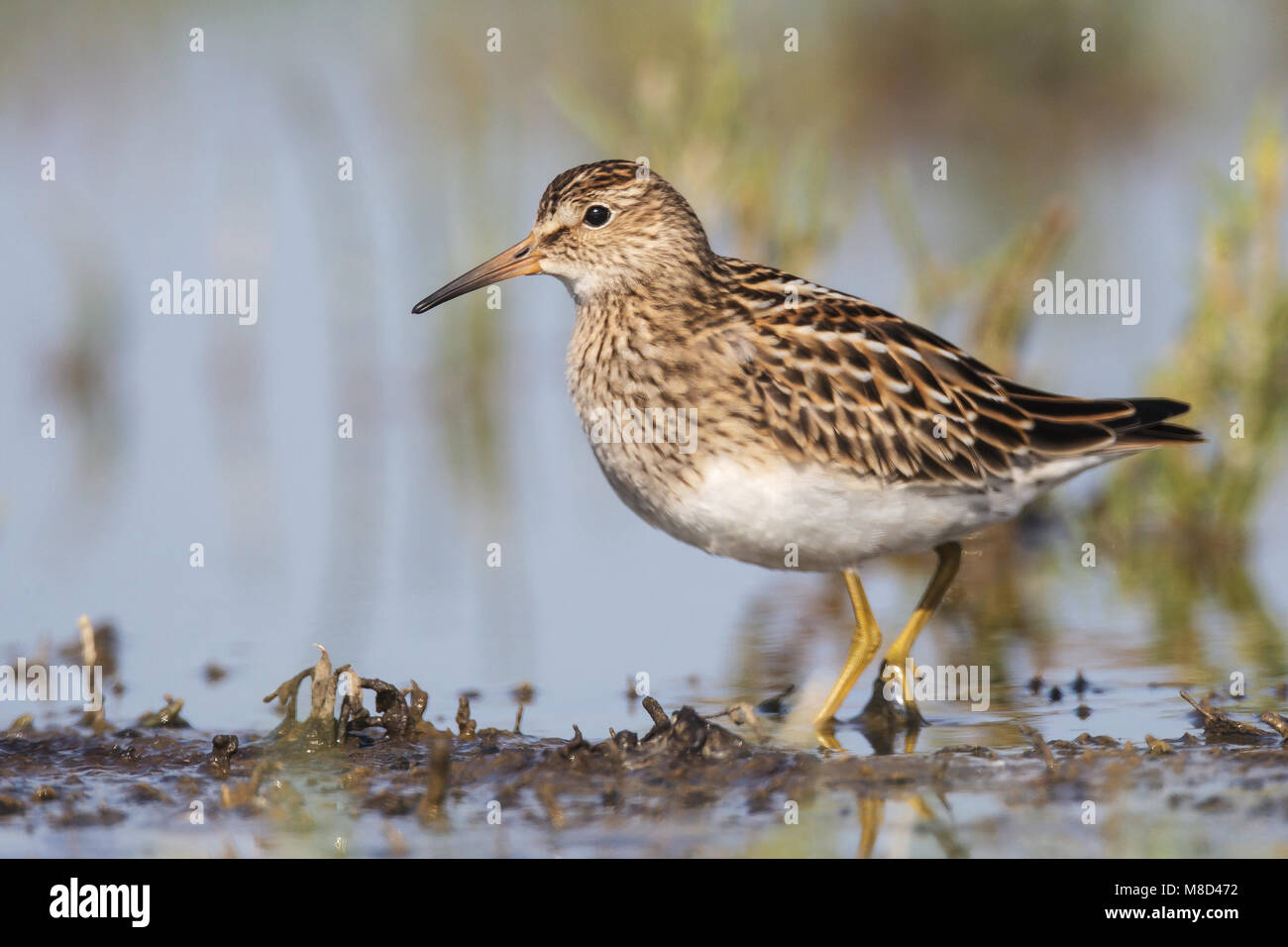Juveniele Gestreepte Strandloper, Juvenile Pectoral Sandpiper Stock ...