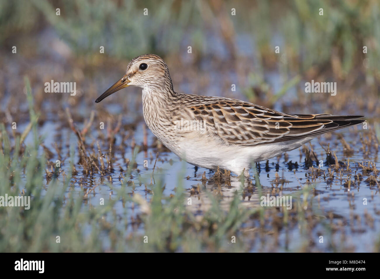 Juveniele Gestreepte Strandloper, Juvenile Pectoral Sandpiper Stock ...