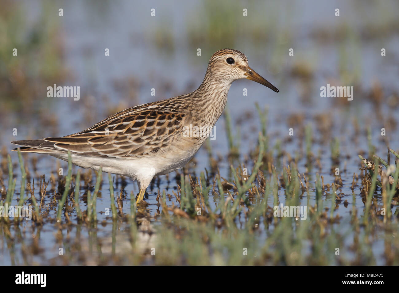 Juveniele Gestreepte Strandloper, Juvenile Pectoral Sandpiper Stock ...