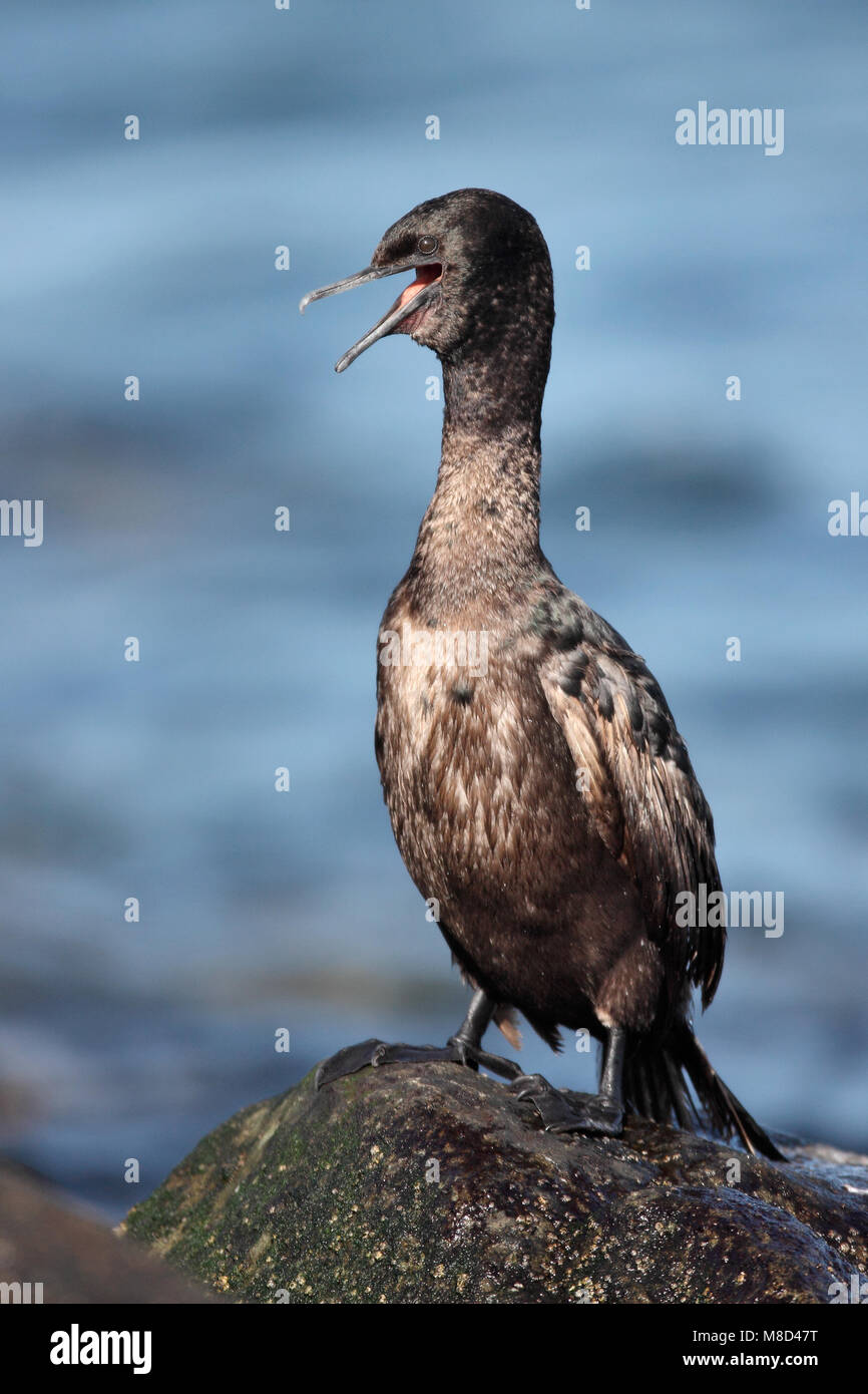 In transition from juvenile to adult plumage Los Angeles Co., CA April ...