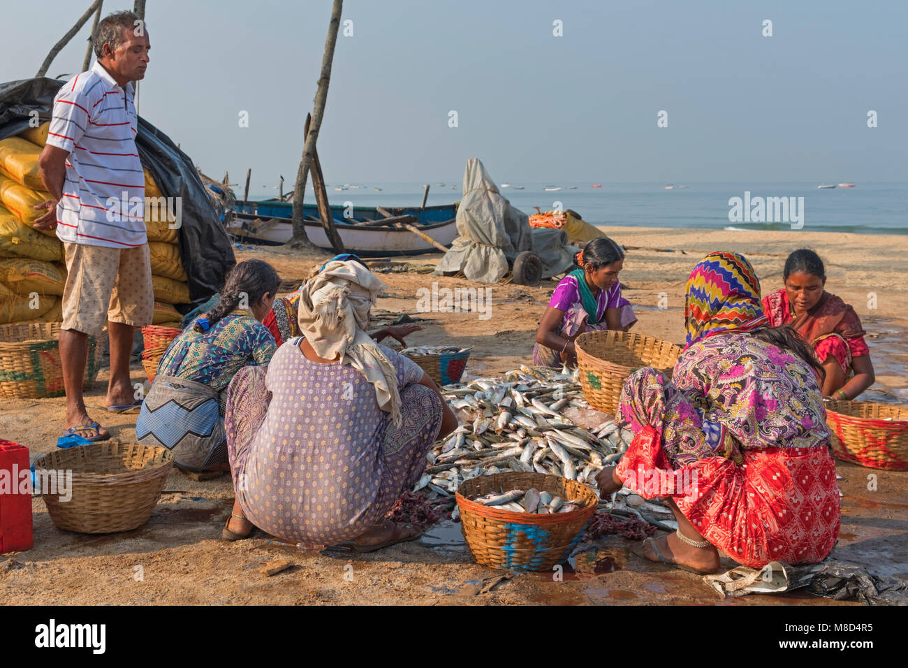 Indian fish sorting hi-res stock photography and images - Alamy