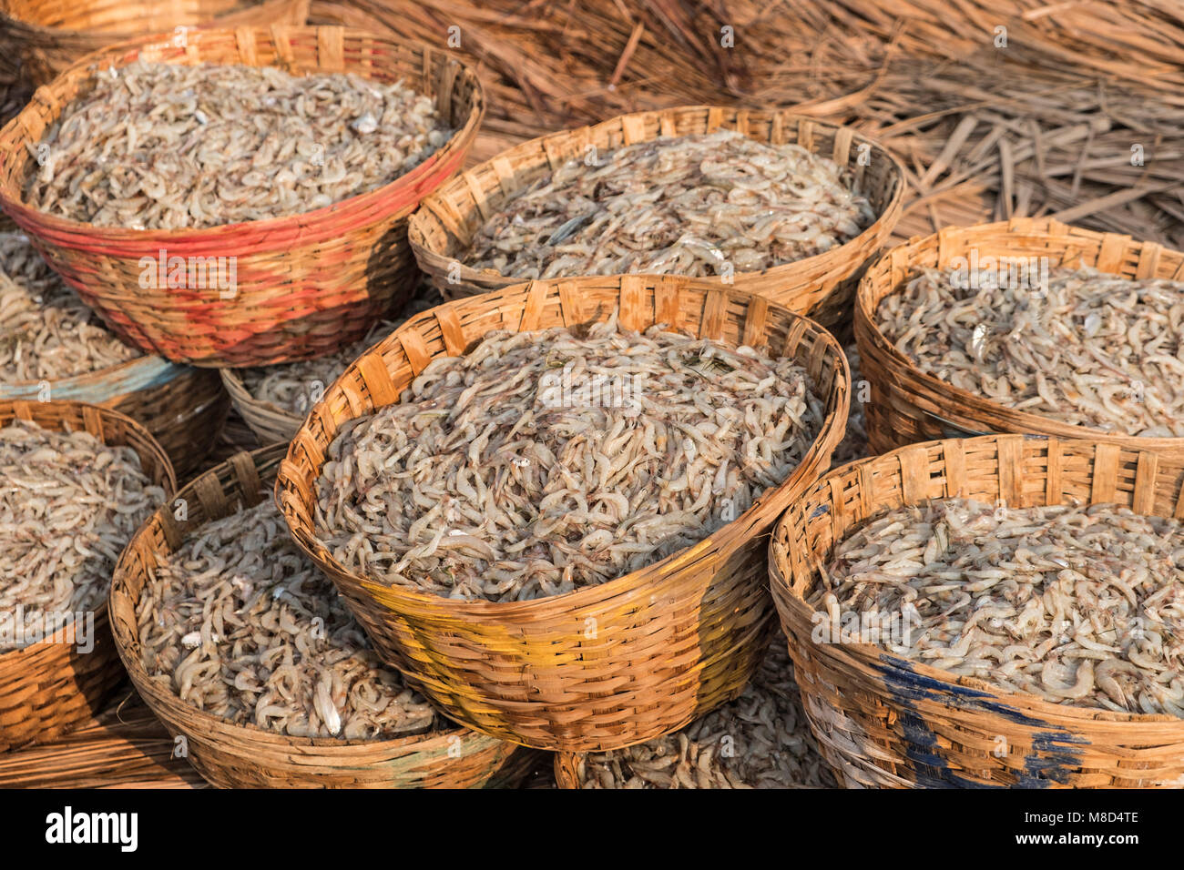 Fishing baskets of prawns Colva Beach Goa India Stock Photo - Alamy