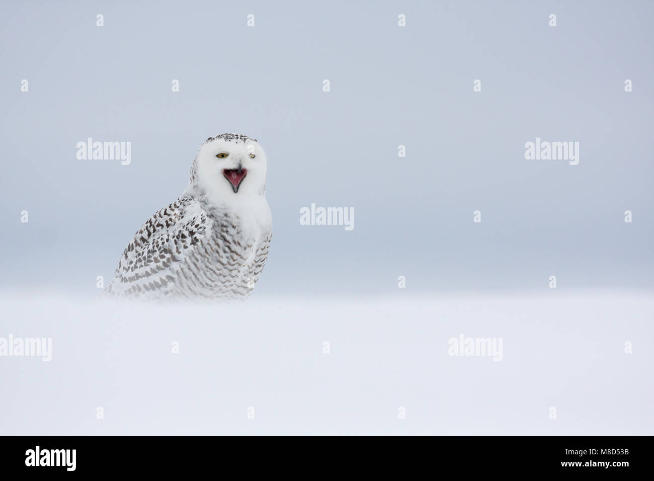 Bird calling in snow hi-res stock photography and images - Alamy