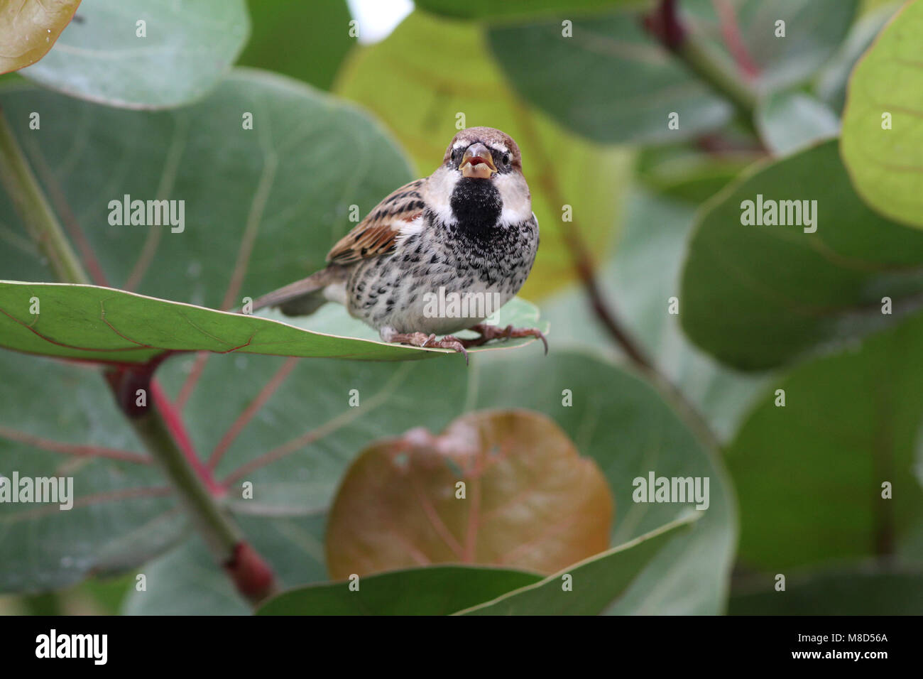 Male spanish sparrow hi-res stock photography and images - Alamy