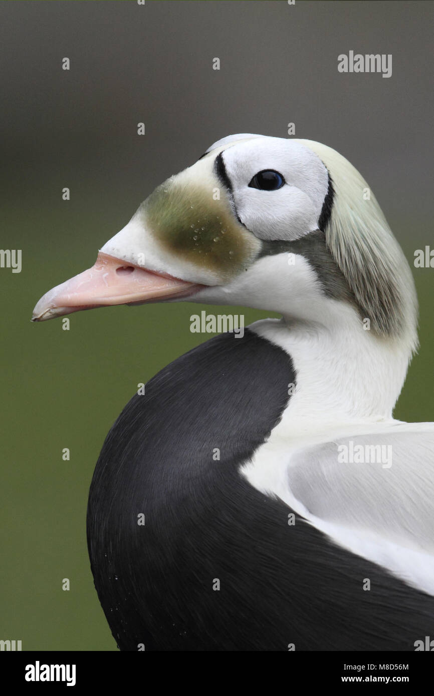 Mannetje Brileider close-up; Male Spectacled Eider close up Stock Photo ...