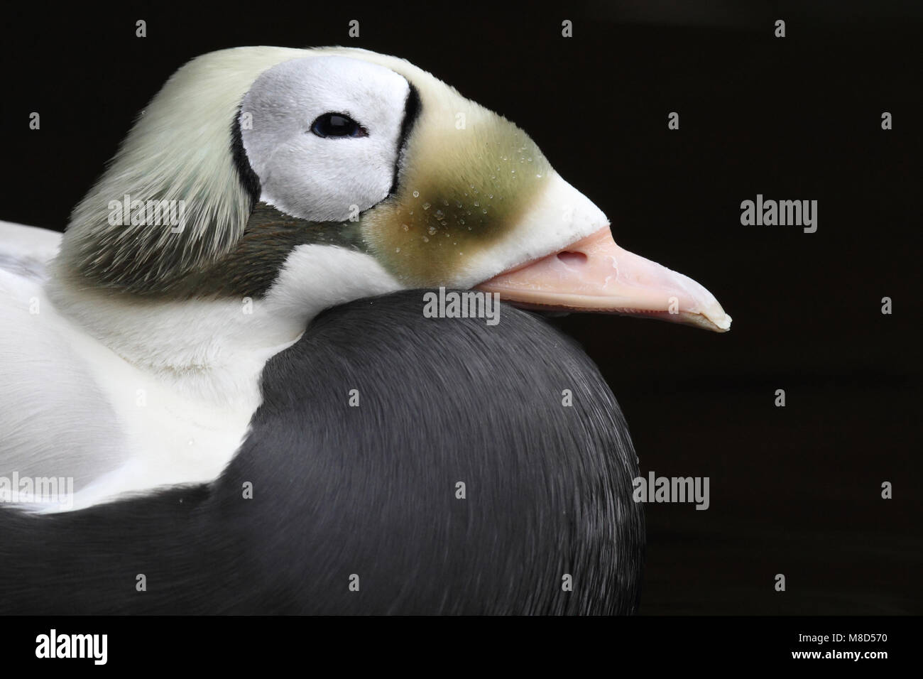 Mannetje Brileider close-up; Male Spectacled Eider close up Stock Photo ...