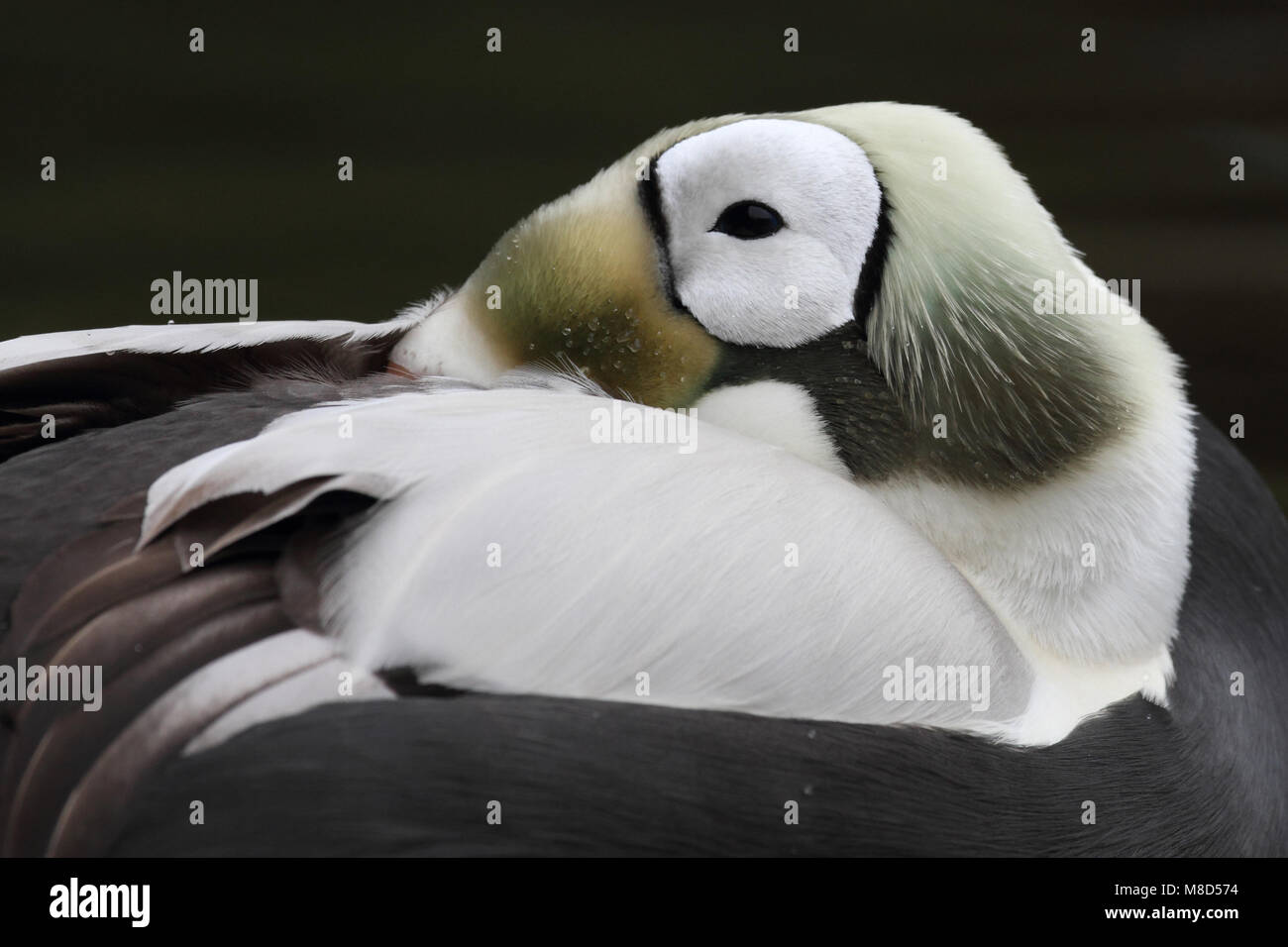 Eider close hi-res stock photography and images - Alamy