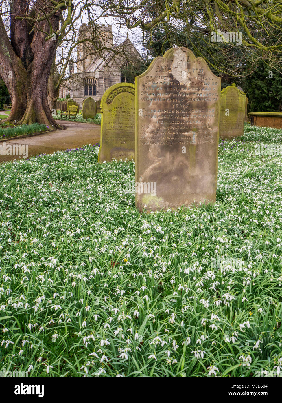 Snowdrops graveyard hi-res stock photography and images - Alamy