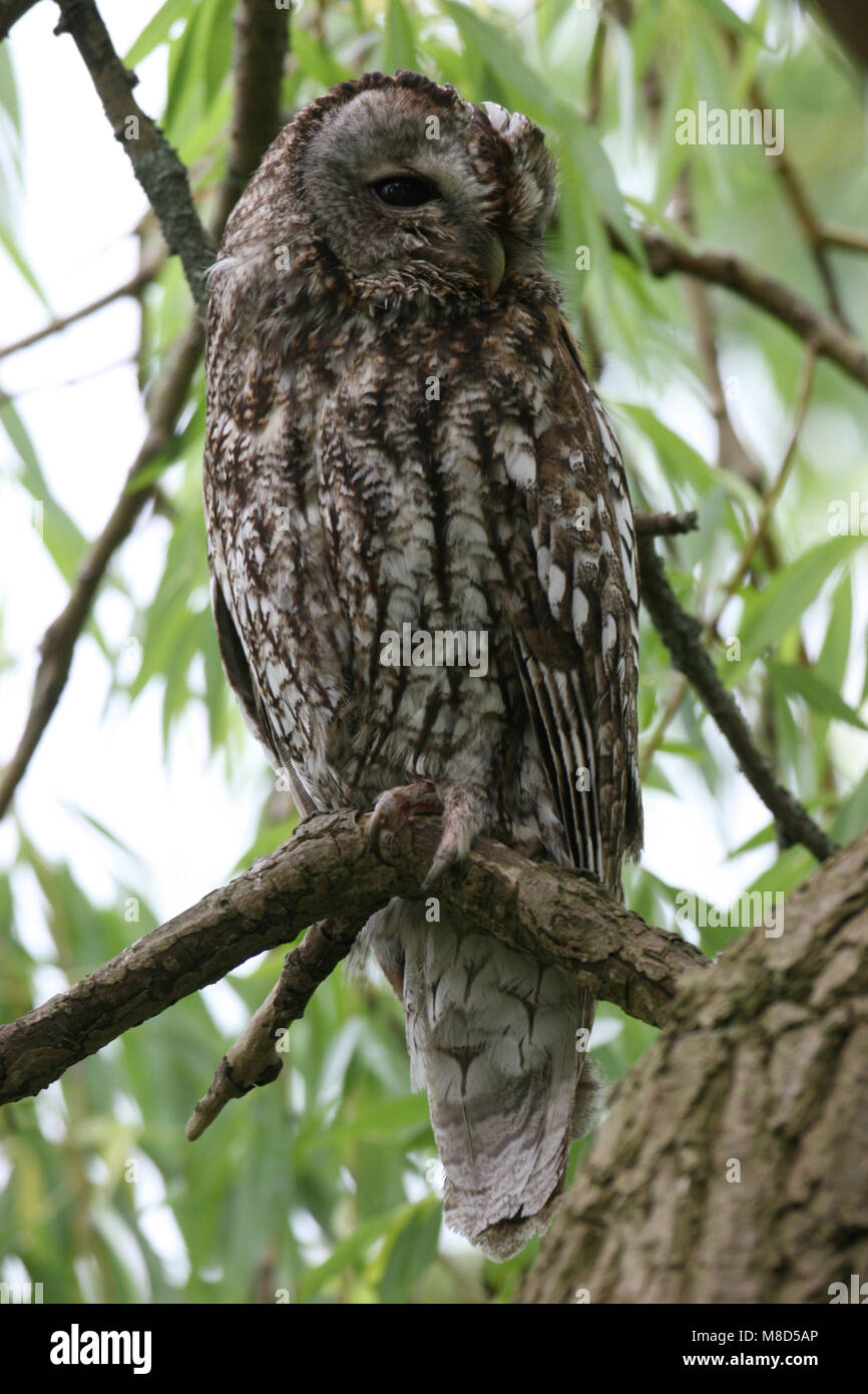 Volwassen Bosuil in rust; Adult Tawny Owl resting Stock Photo - Alamy