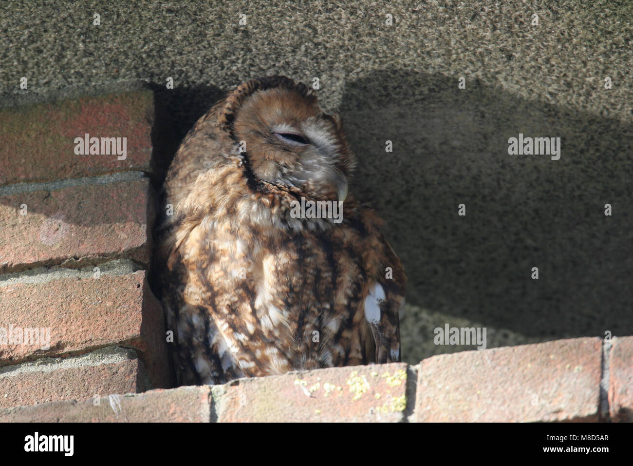 Volwassen Bosuil in rust; Adult Tawny Owl resting Stock Photo - Alamy