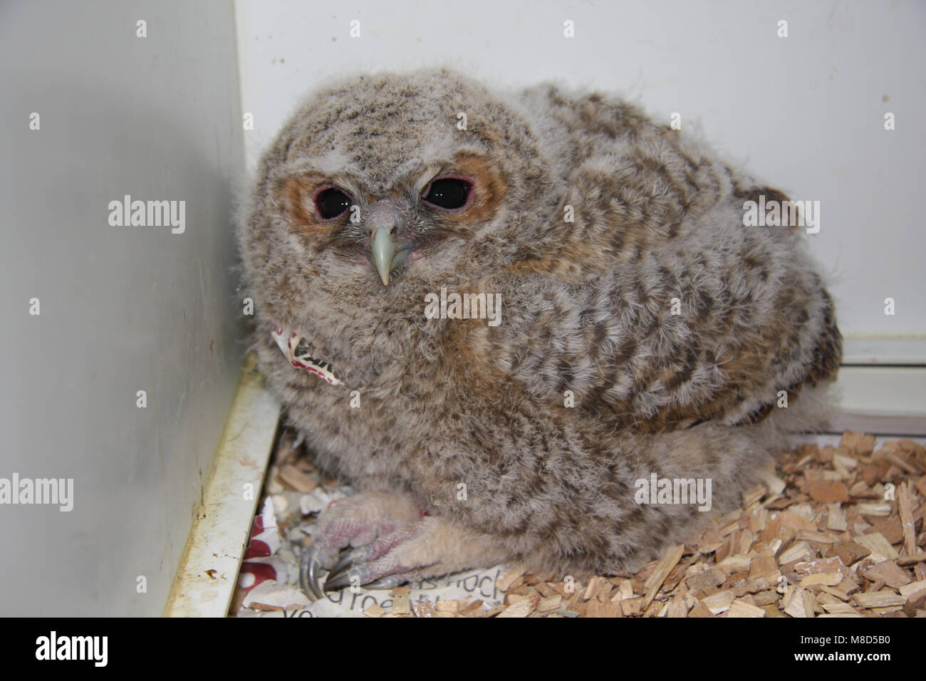 Juvenile tawny owl hi-res stock photography and images - Alamy