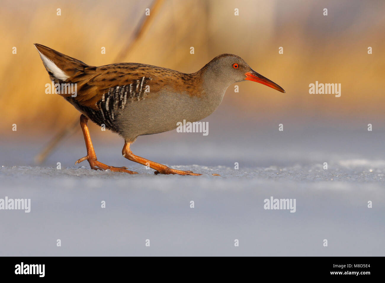 Water rail walking hi-res stock photography and images - Alamy