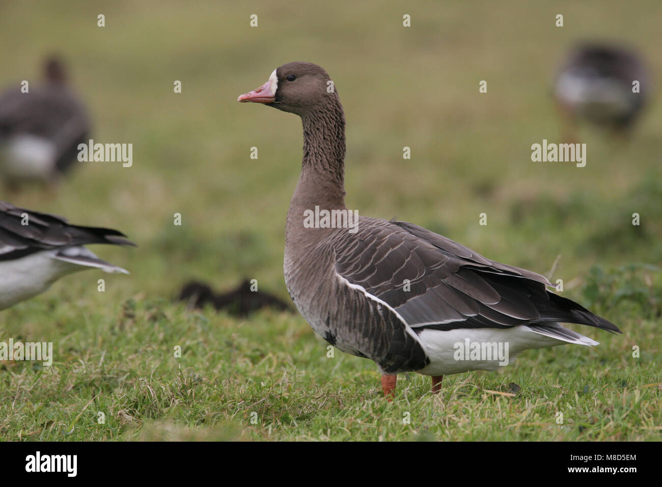 White-fronted Goose standing, Kolgans staand Stock Photo - Alamy