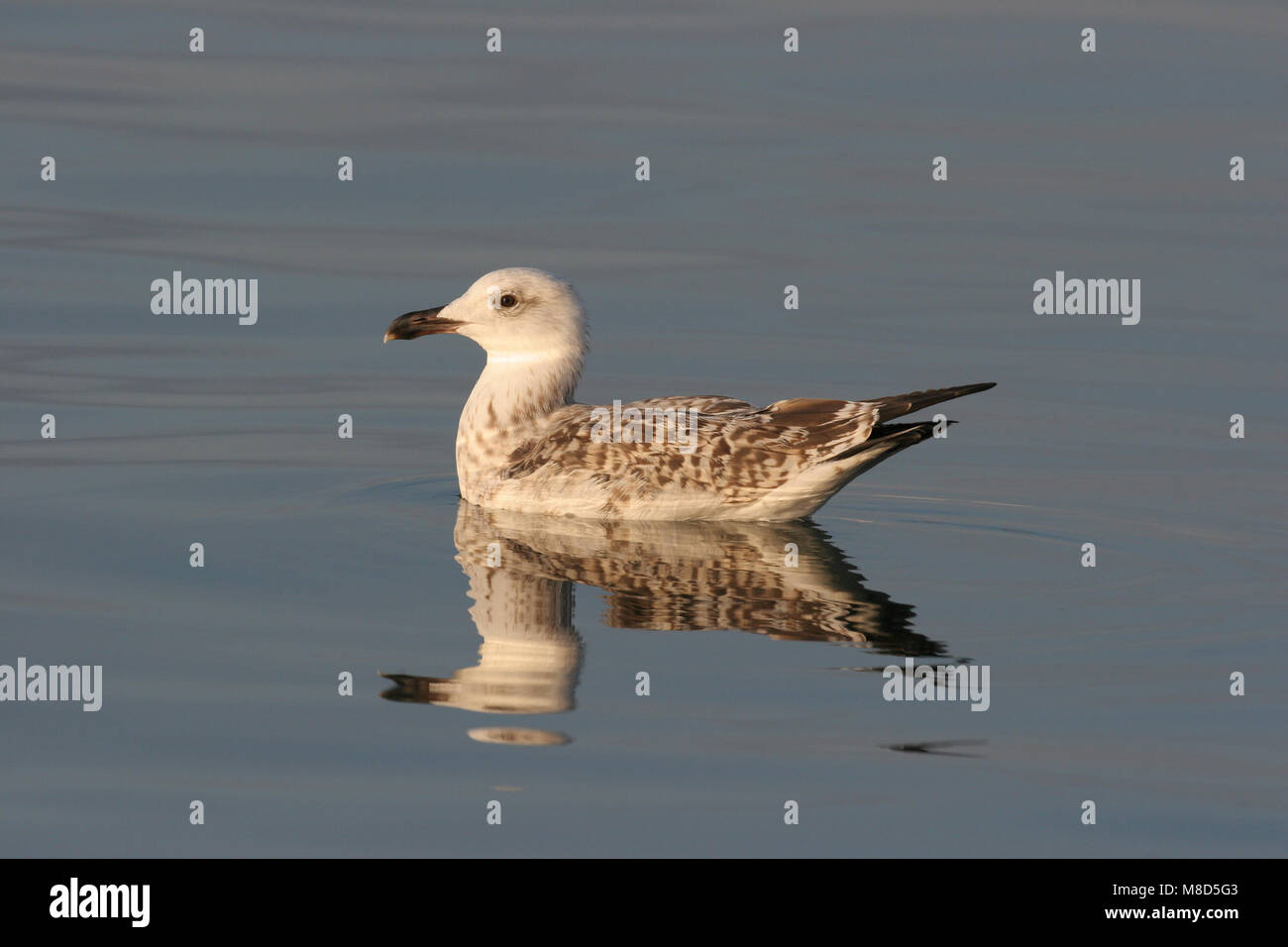 Yellow-legged Gull immature swimming; Geelpootmeeuw onvolwassen ...