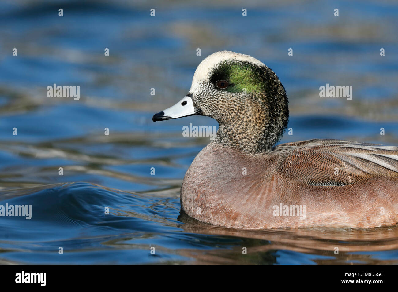 American wigeon image hi-res stock photography and images - Alamy