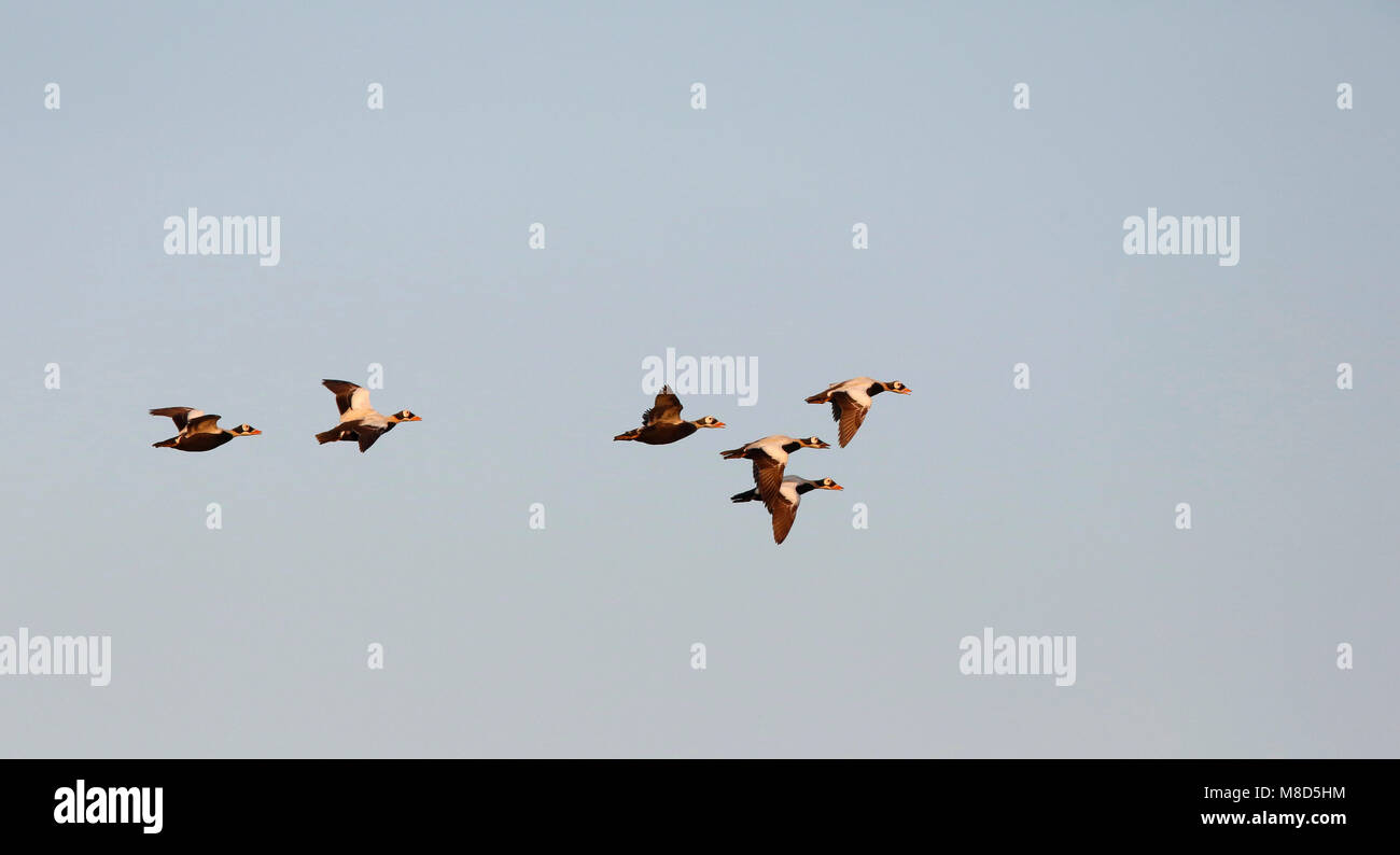 vliegende Brileiders; flying Spectacled Eiders Stock Photo - Alamy