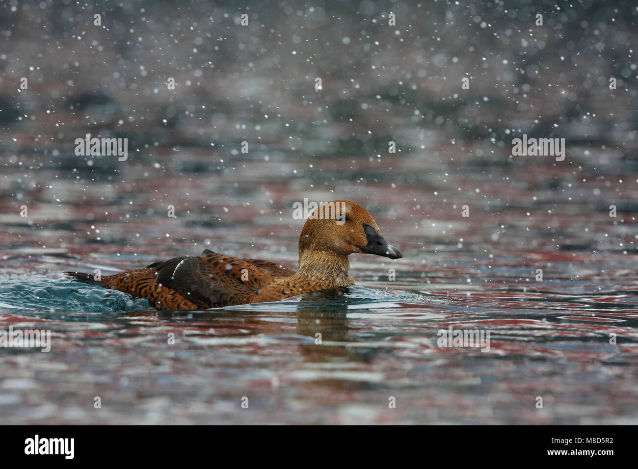 King eider female hi-res stock photography and images - Alamy