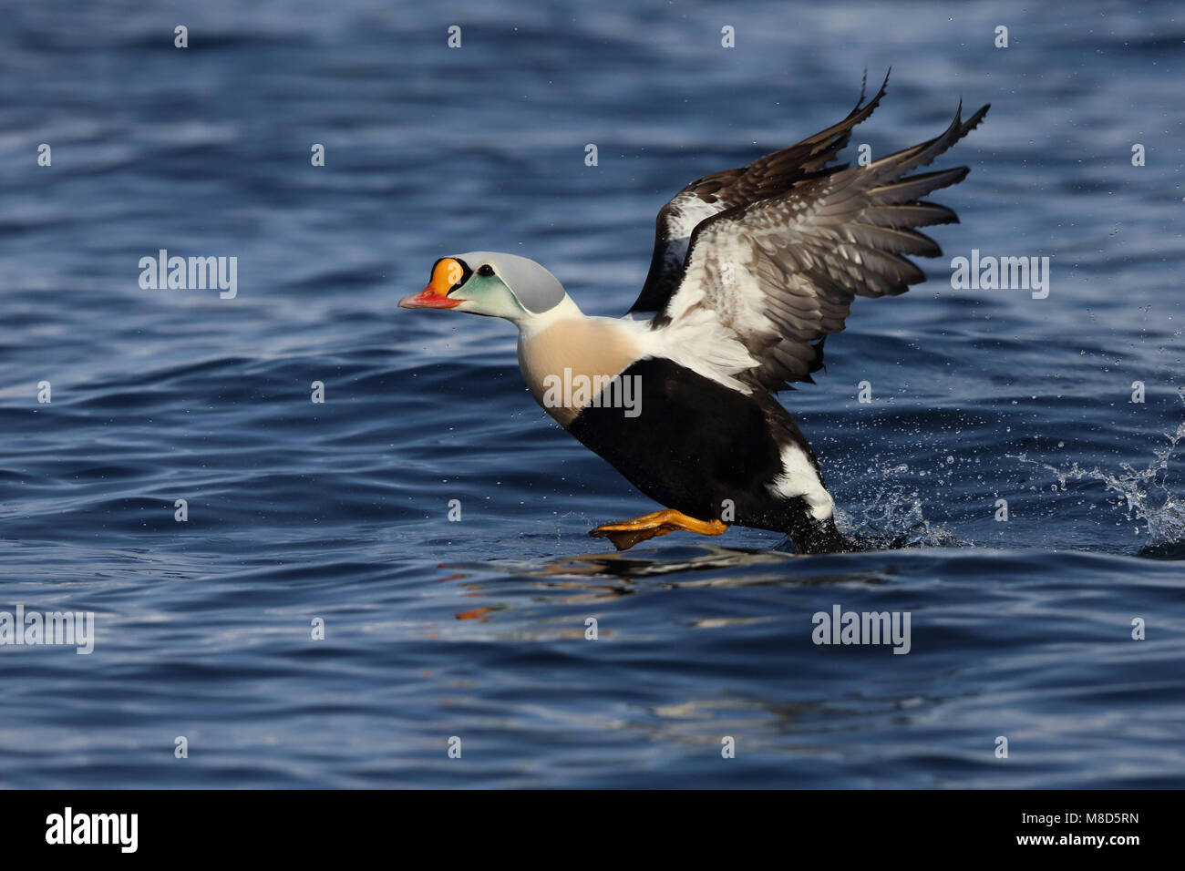Opvliegende Koningseider; Flying King Eider Stock Photo - Alamy