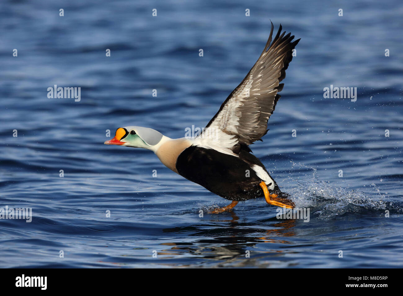 Opvliegende Koningseider; Flying King Eider Stock Photo - Alamy