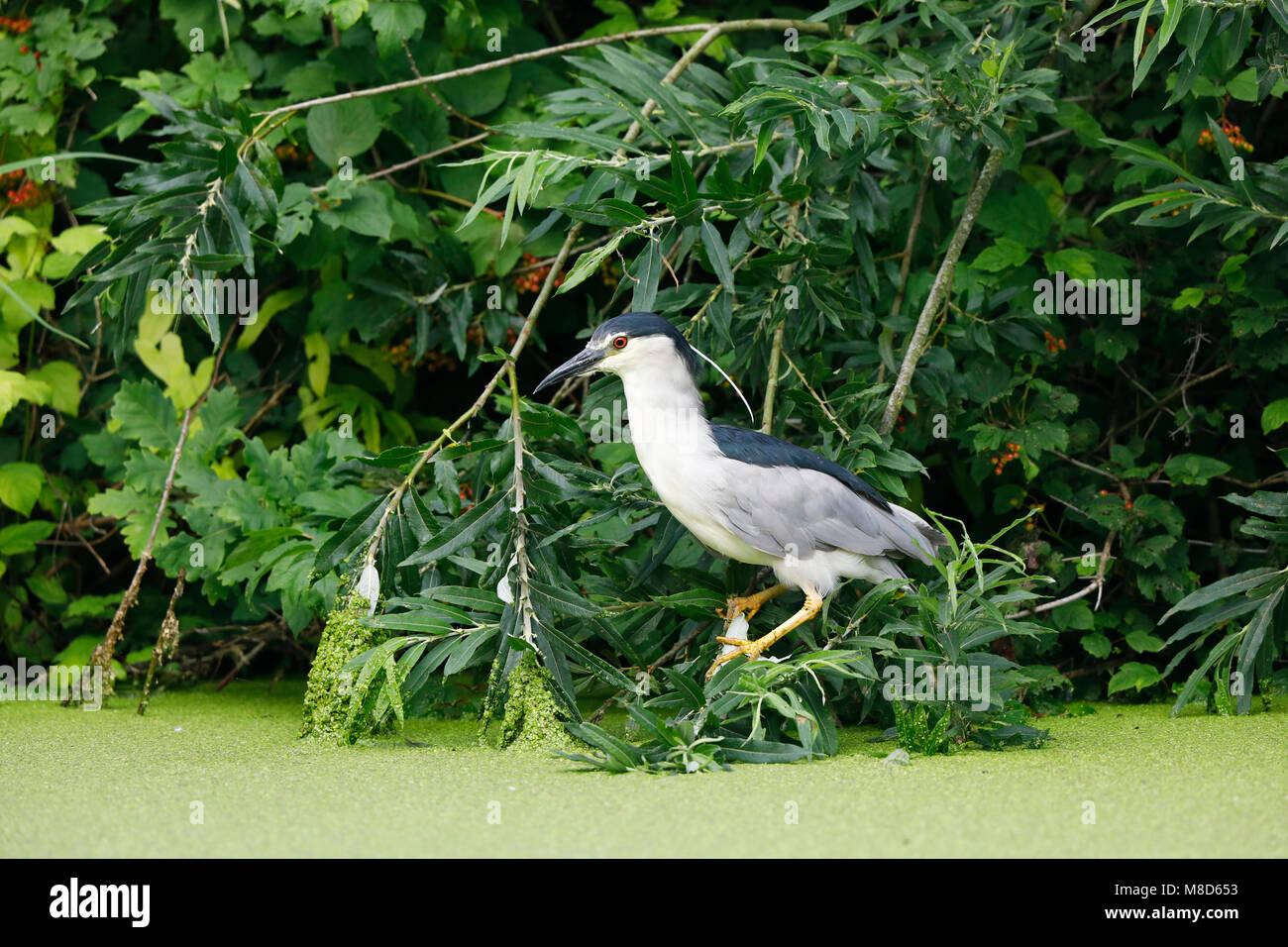 Kwak; Night Heron Stock Photo - Alamy