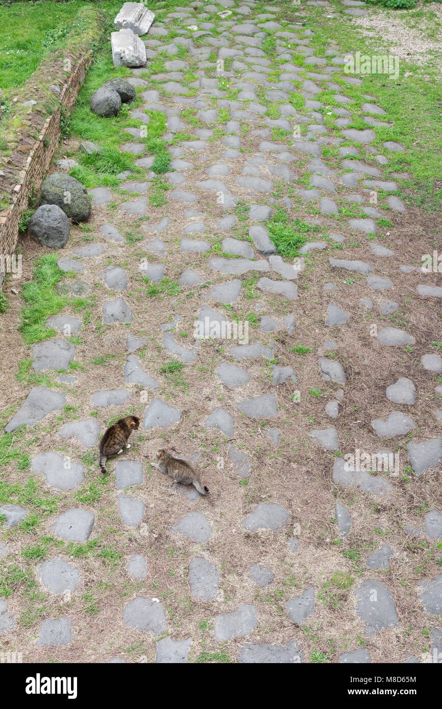 Two cats on an old roman road near the Pyramid of Cestius - Rome Stock ...
