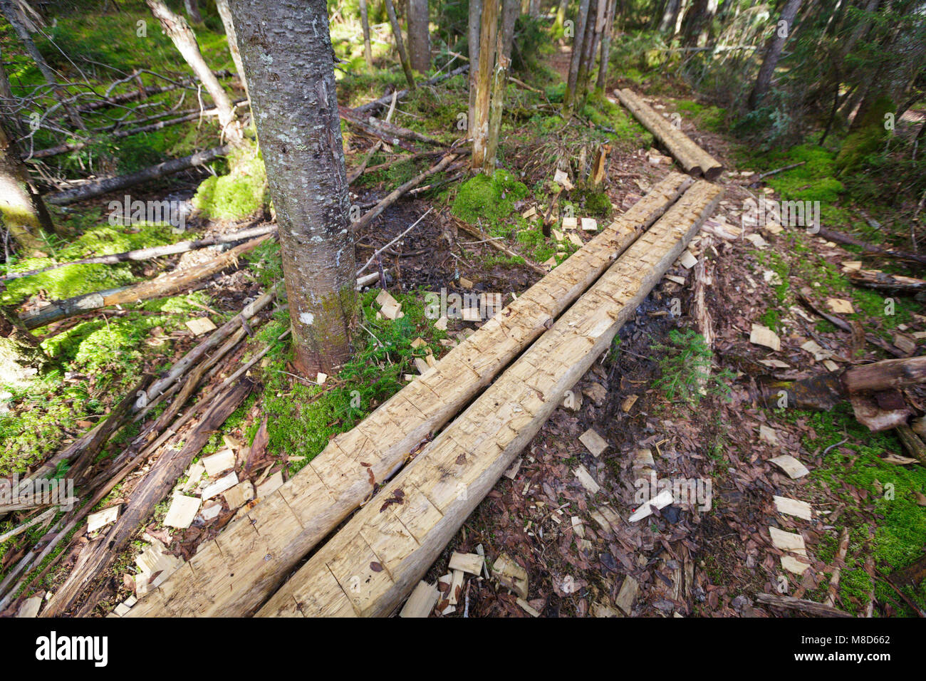 Trail puncheons (bog bridges) along the Lincoln Brook Trail in the ...