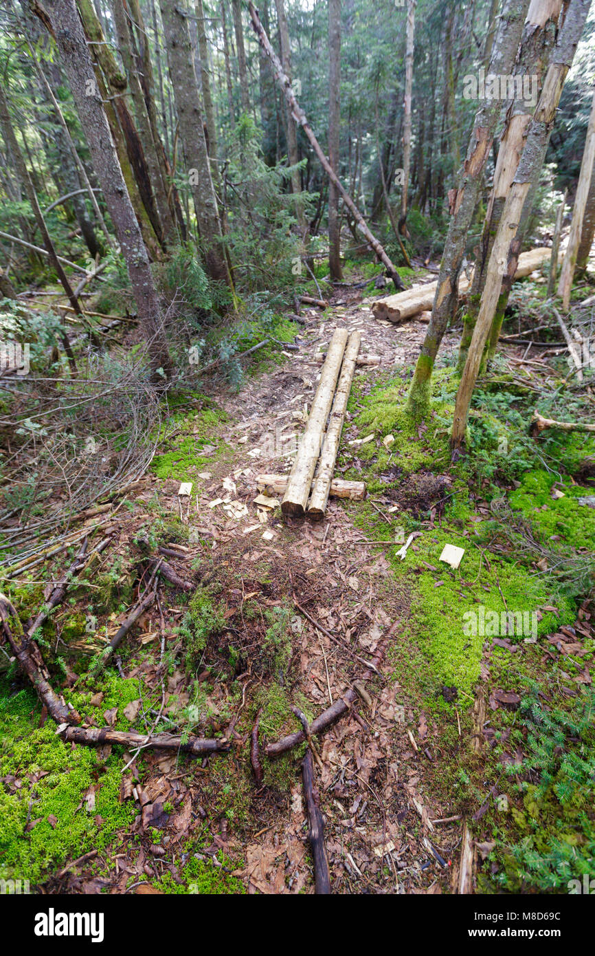 Trail puncheons (bog bridges) along the Lincoln Brook Trail in the ...
