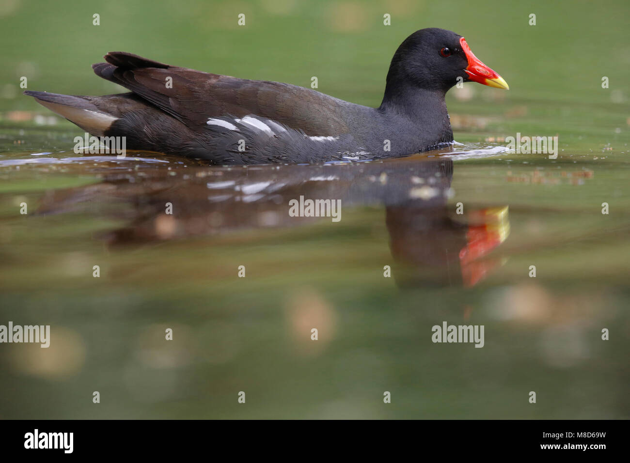 Zwemmende Waterhoen; Swimming Common Moorhen Stock Photo - Alamy
