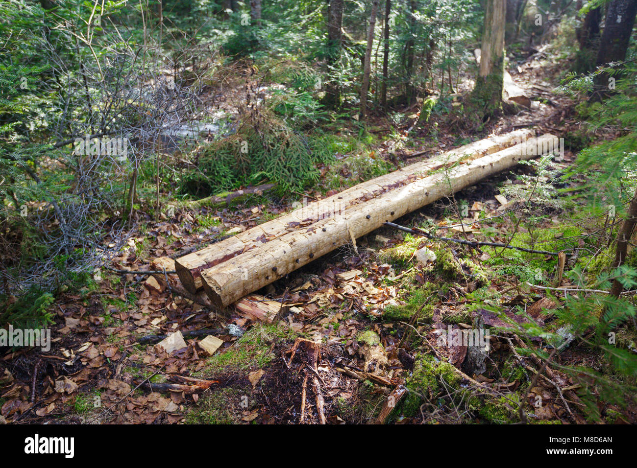 Trail puncheons (bog bridges) along the Lincoln Brook Trail in the ...