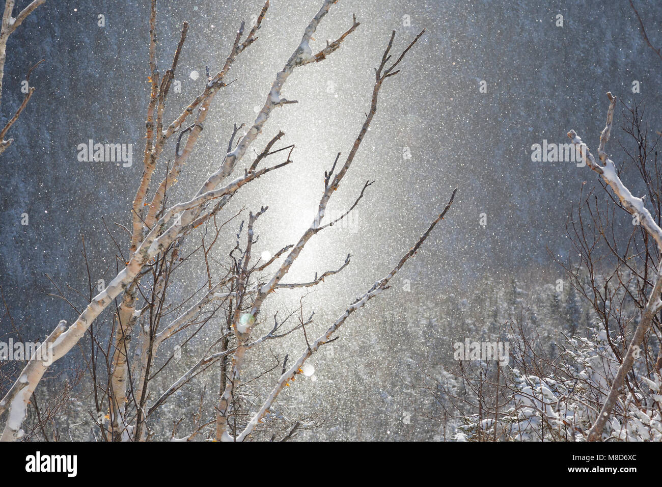 Diamond Dust in Walker Ravine from along the Old Bridle Path in ...