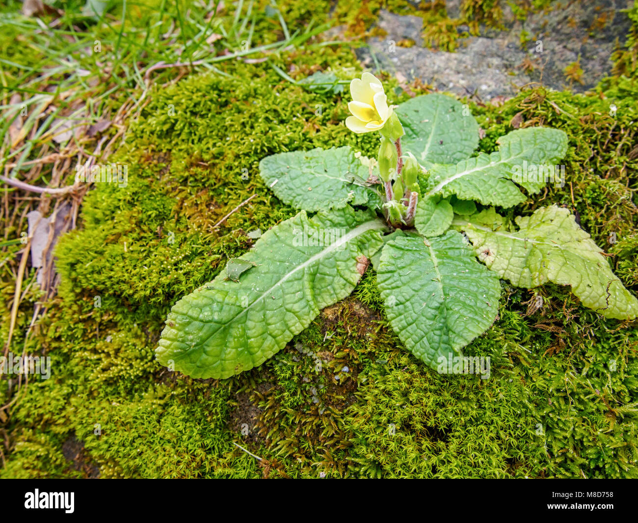 Wild primrose hi-res stock photography and images - Alamy