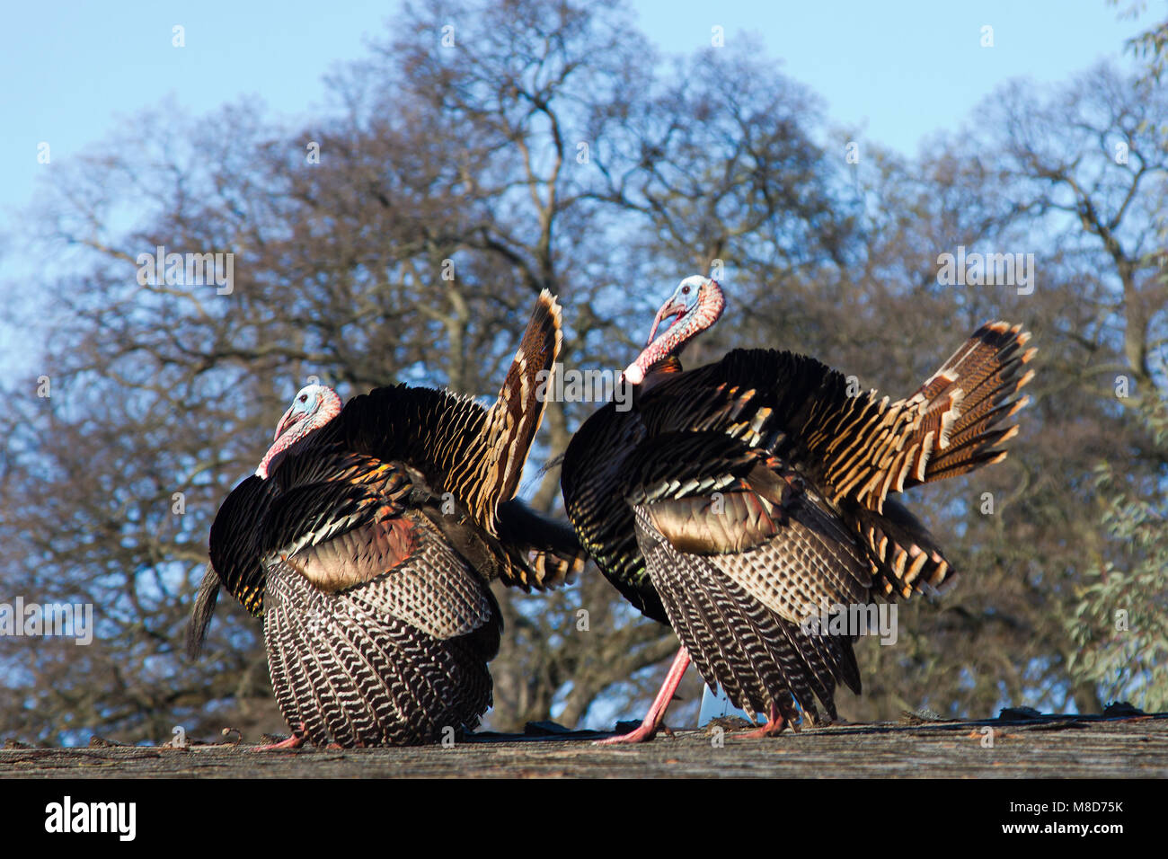Male turkey fan hi-res stock photography and images - Alamy