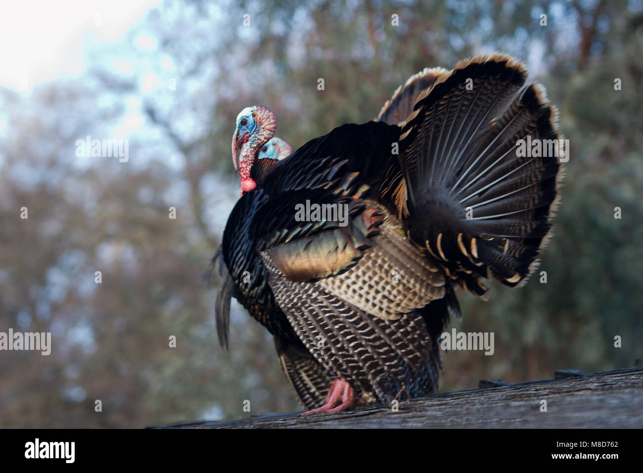 Turkey waddle hi-res stock photography and images - Alamy