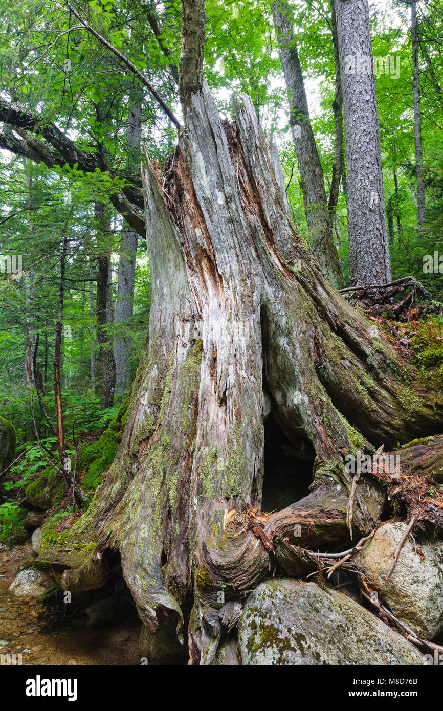 Decaying eastern white pine tree stump in the Pine Brook valley of ...