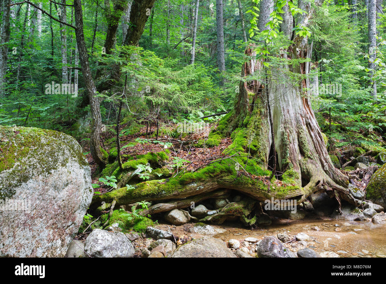Decaying eastern white pine tree stump in the Pine Brook valley of ...