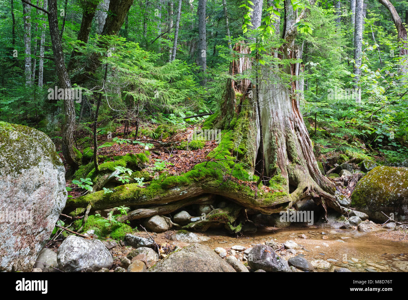 Decaying eastern white pine tree stump in the Pine Brook valley of ...