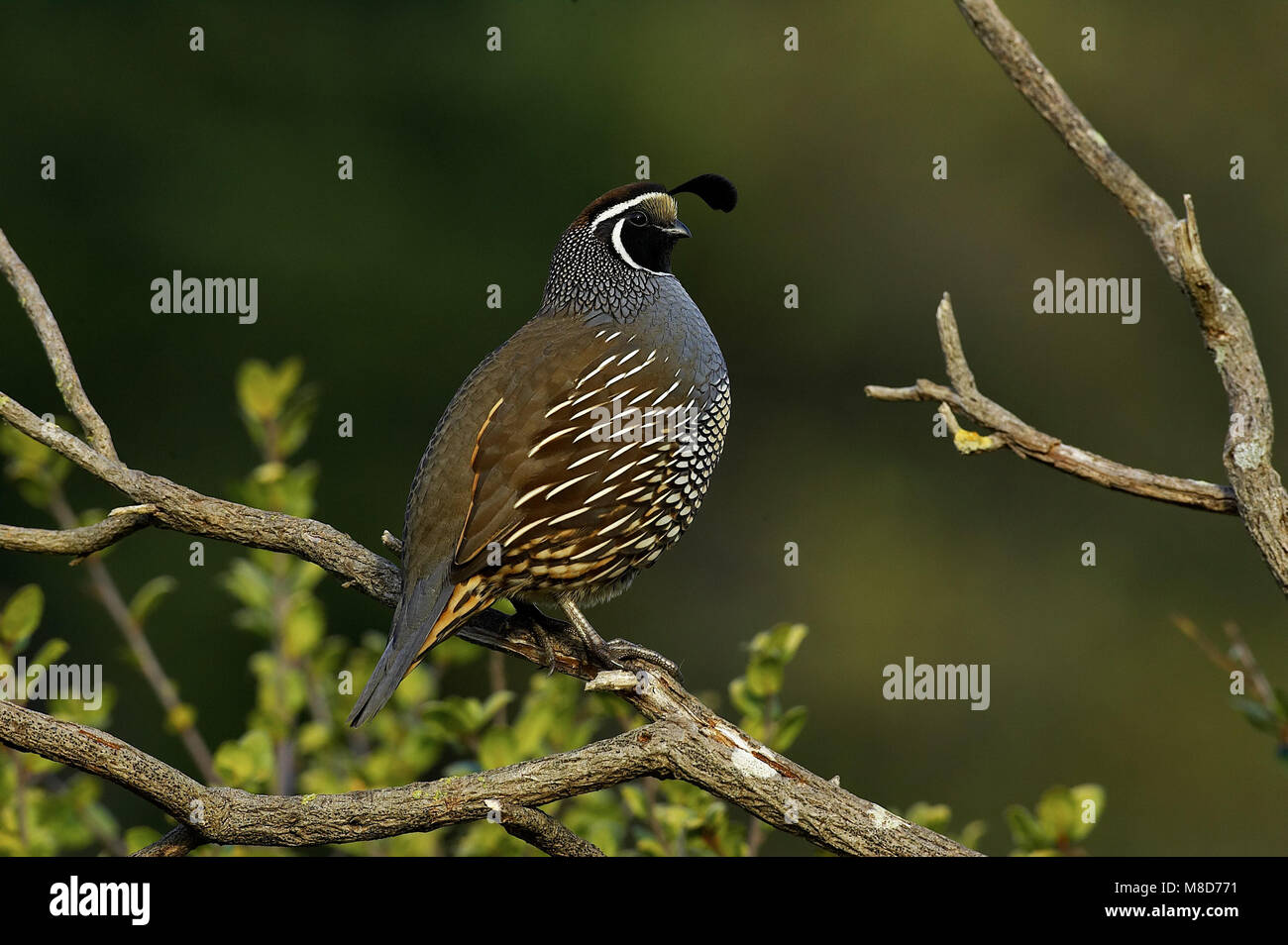 California quail male in tree hi-res stock photography and images - Alamy