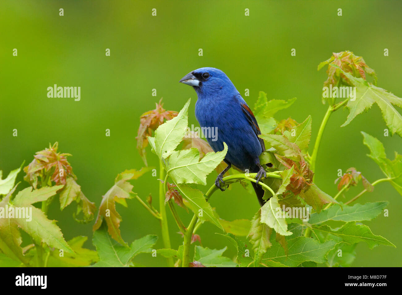 Grossbeak hi-res stock photography and images - Alamy