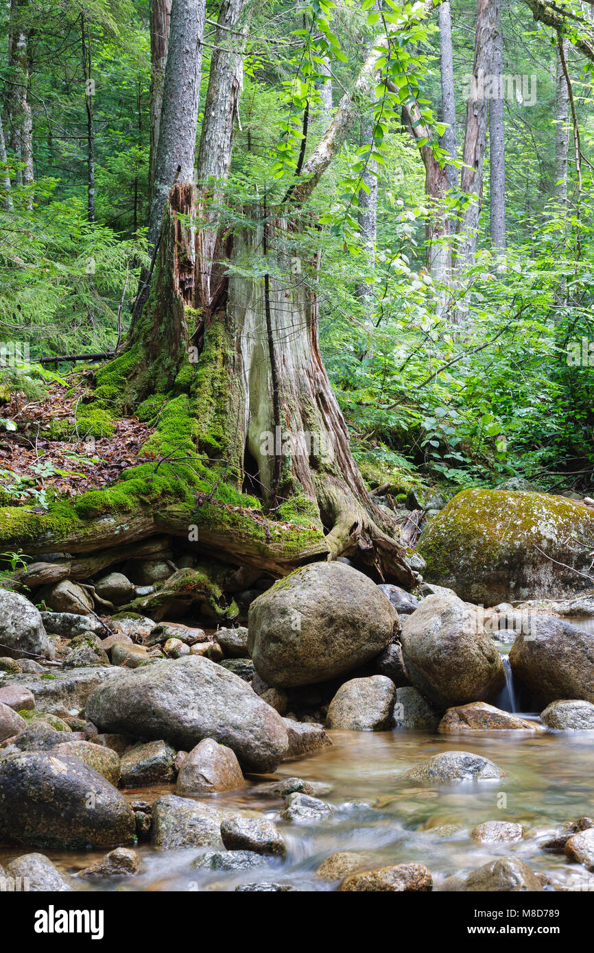 Decaying eastern white pine tree stump in the Pine Brook valley of ...