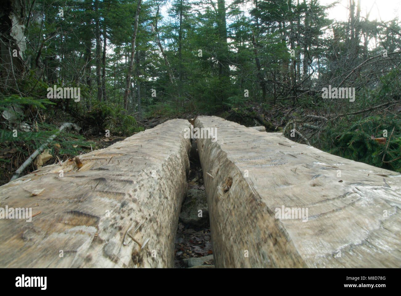 Puncheons High Resolution Stock Photography and Images - Alamy