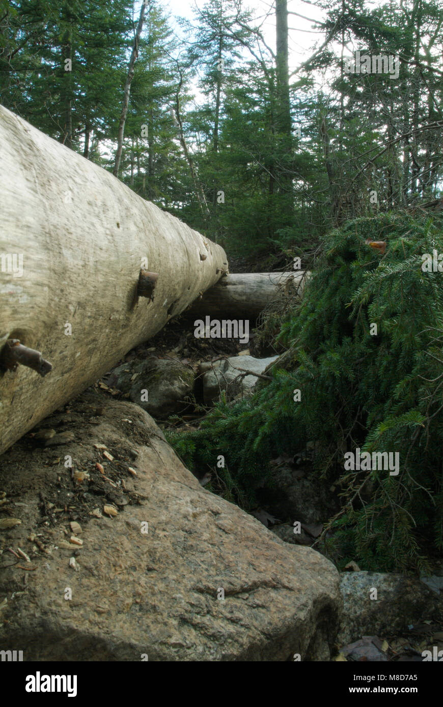 Puncheons (bog bridges) along the Lend A Hand Trail in the White ...