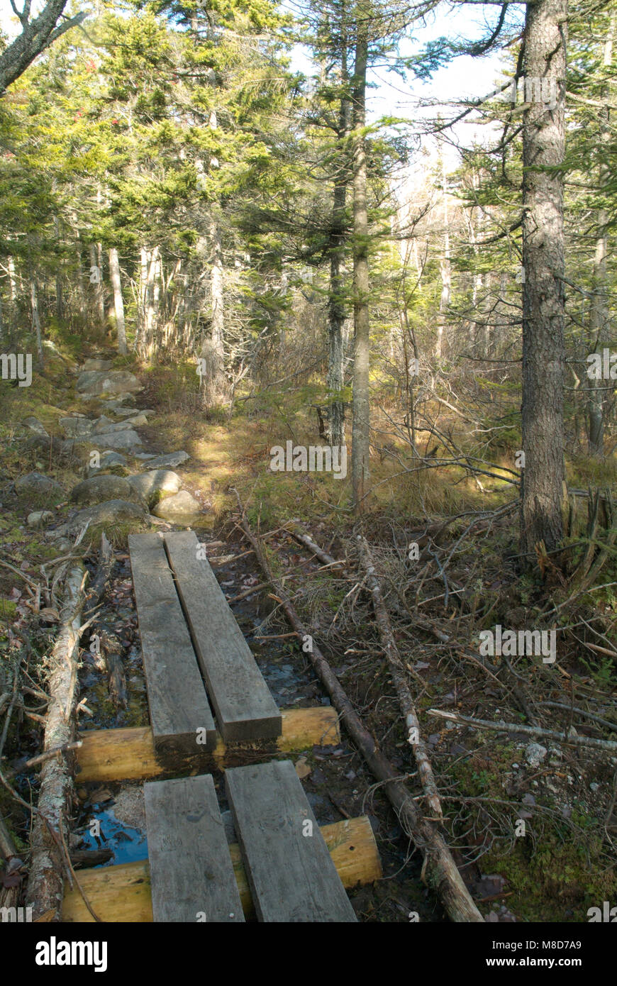 Puncheons (bog bridges) along the Lend A Hand Trail in the White ...