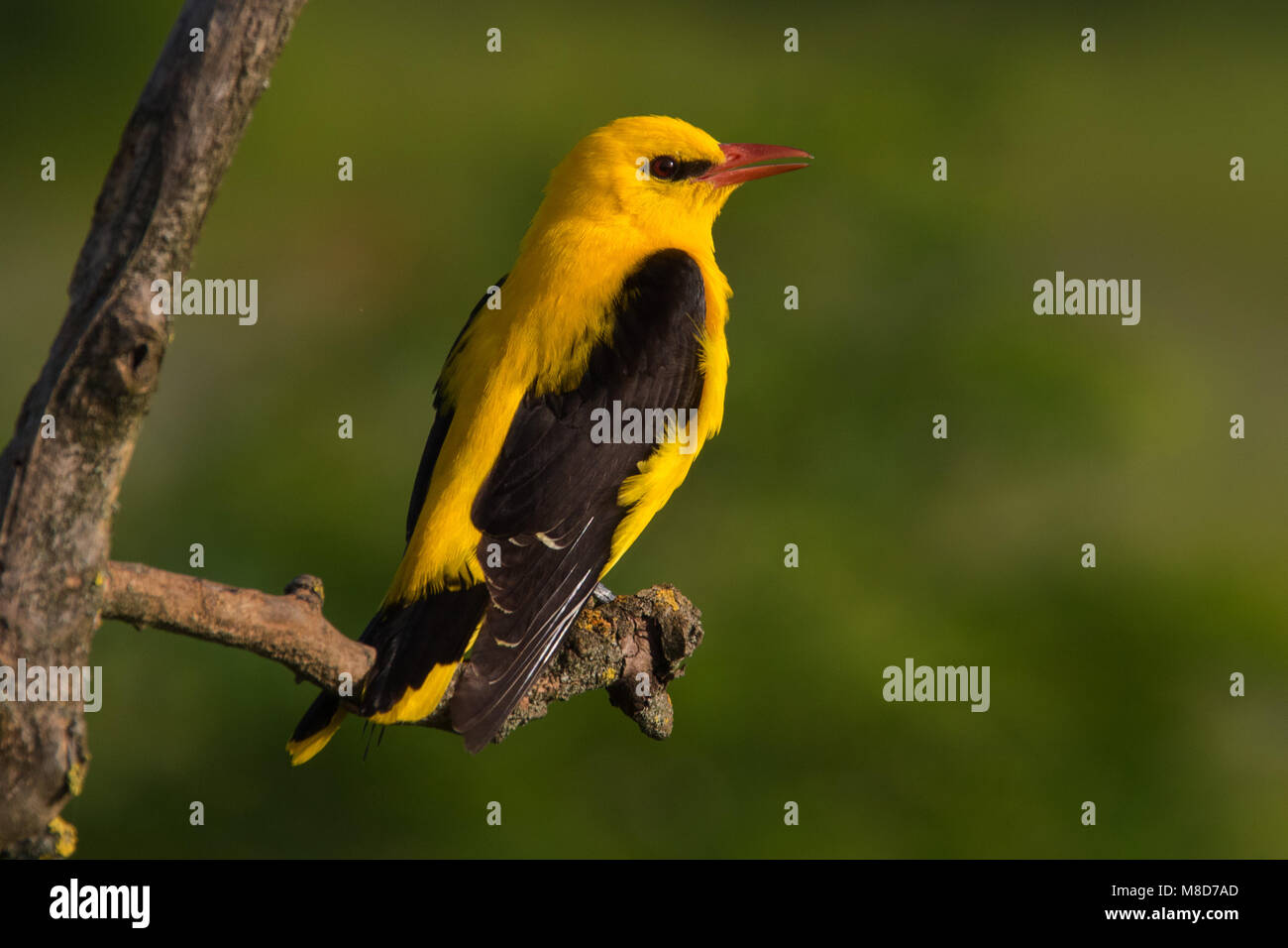 Golden Oriole perched in tree - clean green background Stock Photo - Alamy