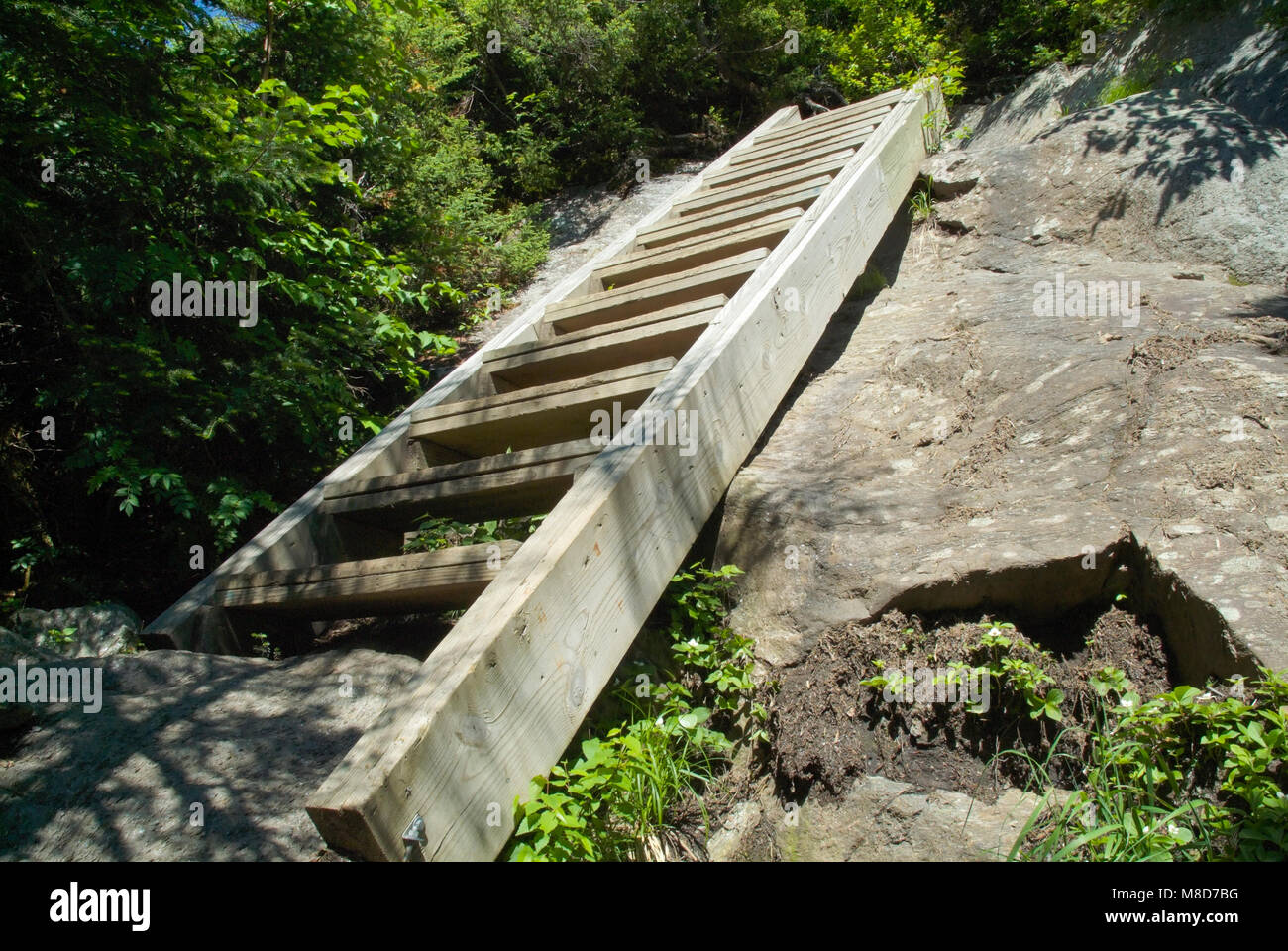 A wooden trail staircase along Lion Head Trail during the summer months ...
