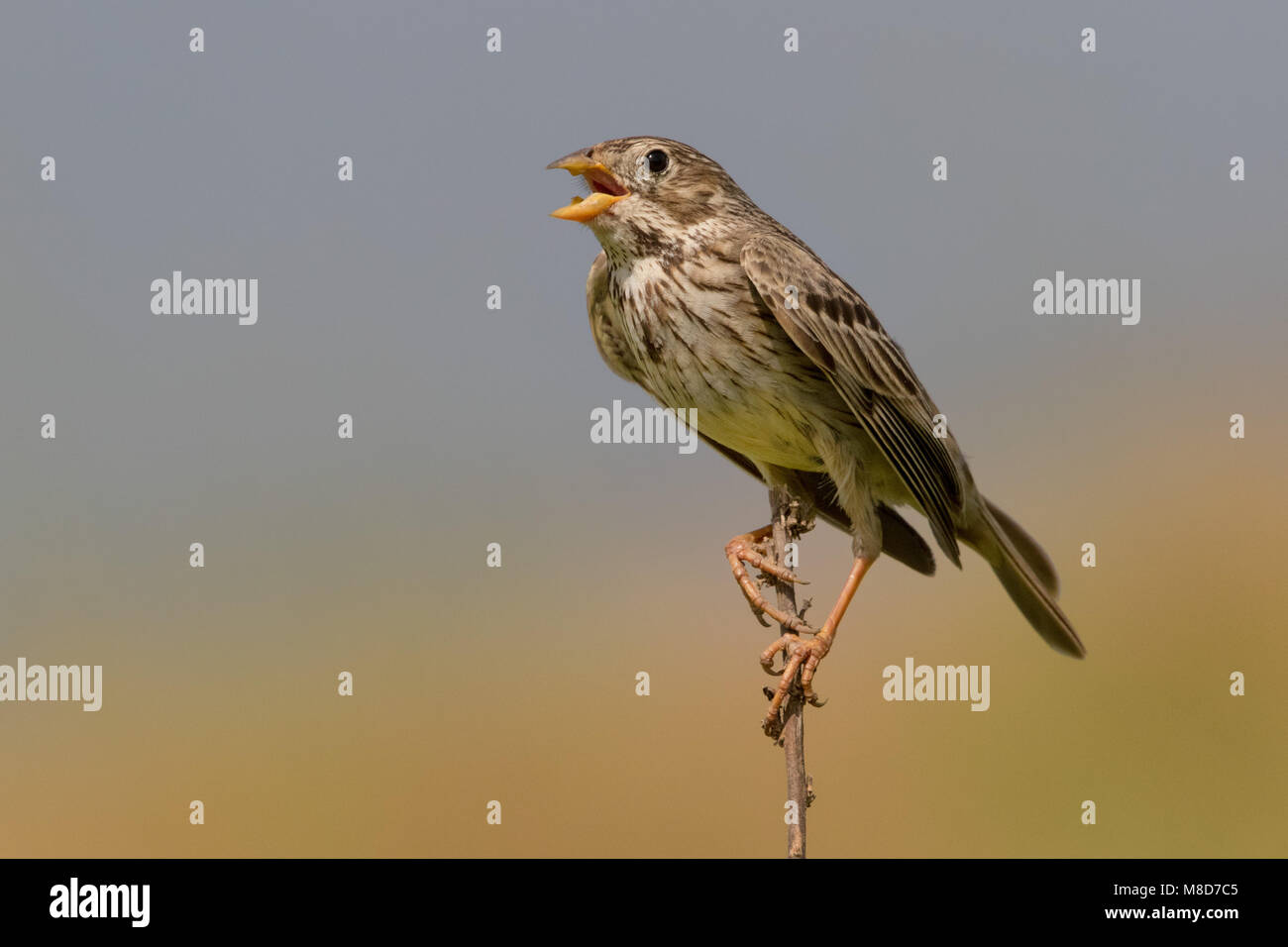 Corn Bunting singing Stock Photo - Alamy