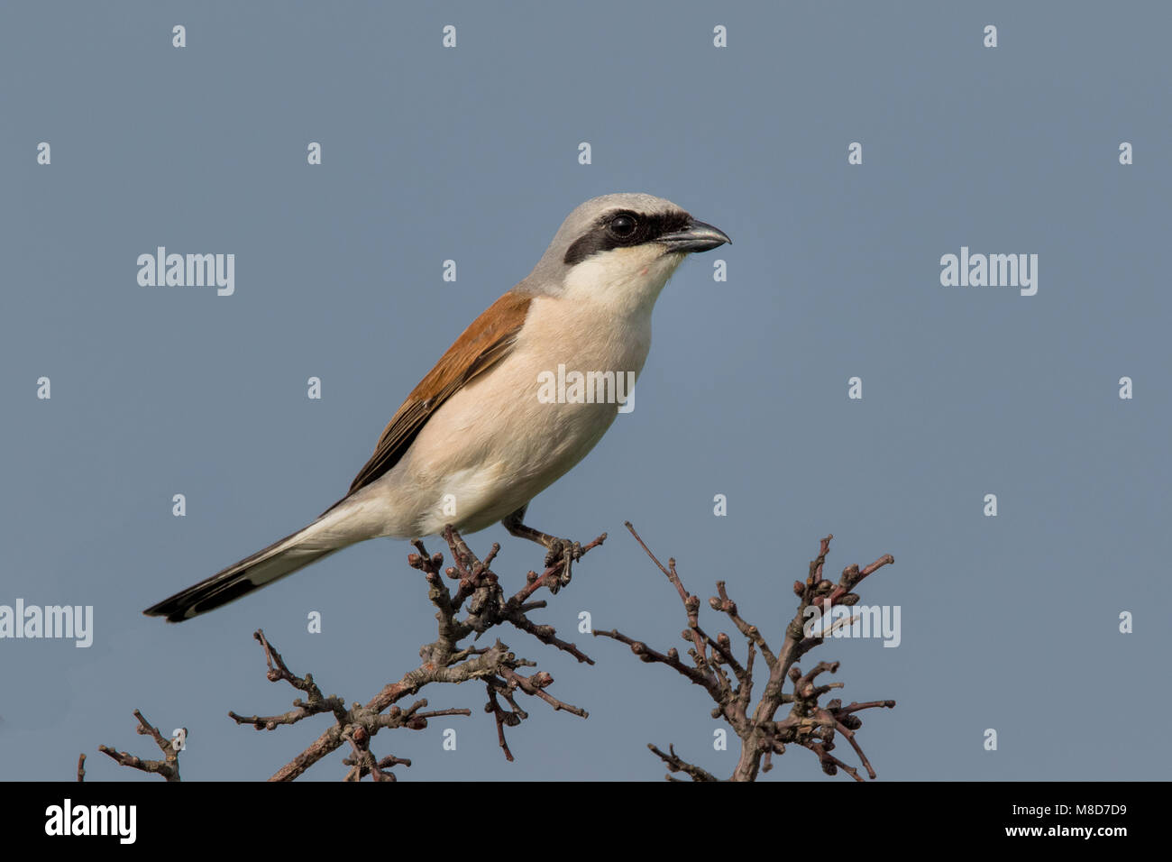 Sit and wait predator hi-res stock photography and images - Alamy