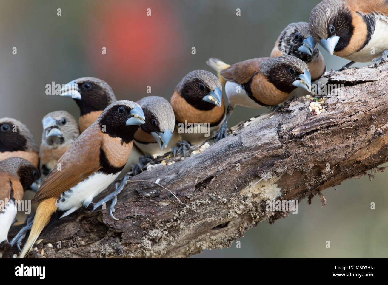 Chestnut Munia Stock Photos & Chestnut Munia Stock Images - Alamy