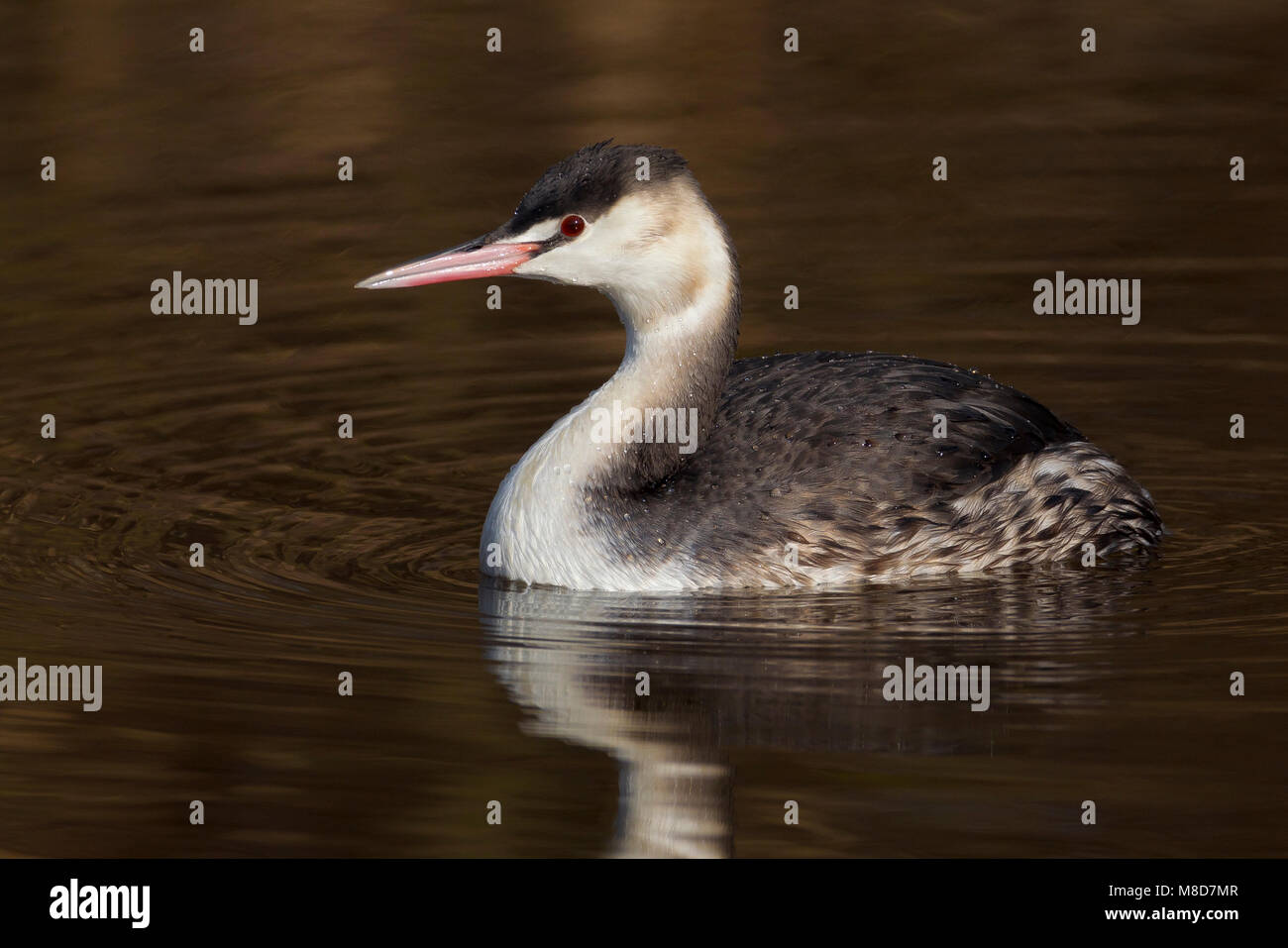 Zwemmende Fuut in winterkleed, Swimming Great Crested Grebe in ...