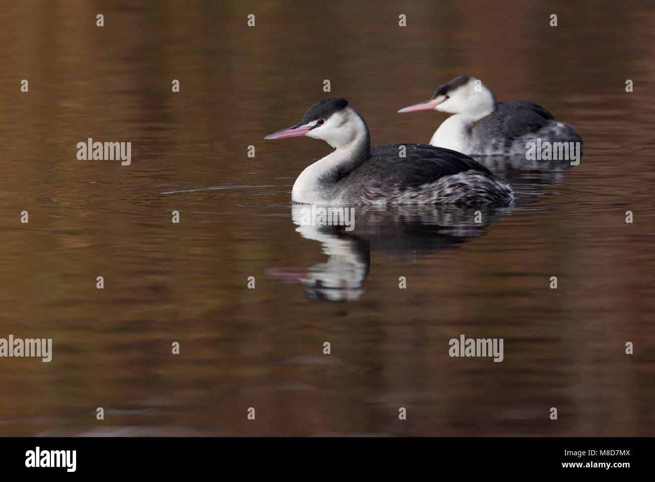 Twee zwemmende Futen in winterkleed, Two swimming Great Crested Grebes ...