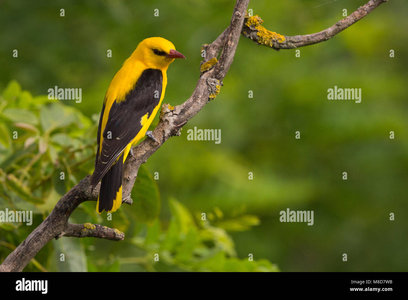 Golden oriole hi-res stock photography and images - Alamy